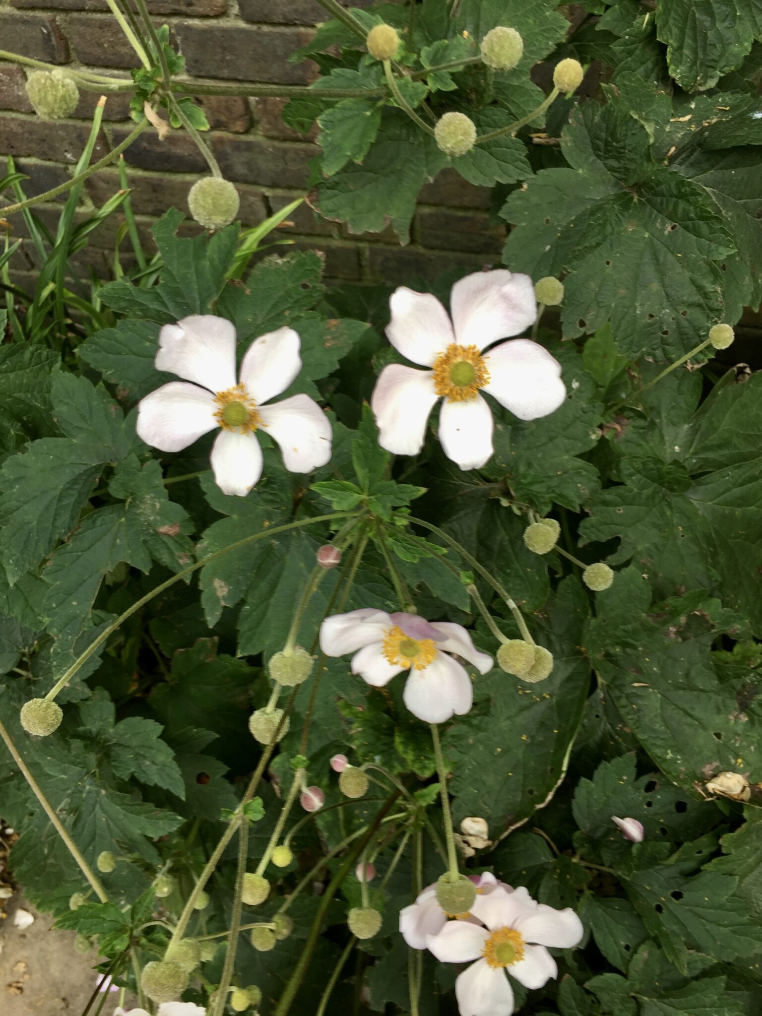 A tale from the Crypt, pretty flowers and a strange sighting on the ...