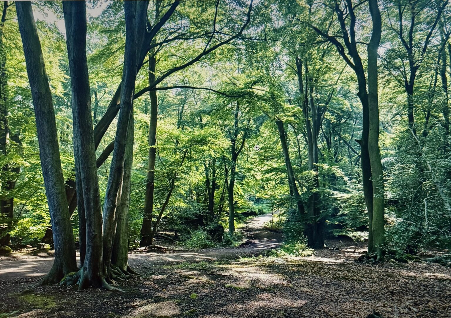 Epping Forest at the Guildhall Heritage Gallery. And some very sad news ...