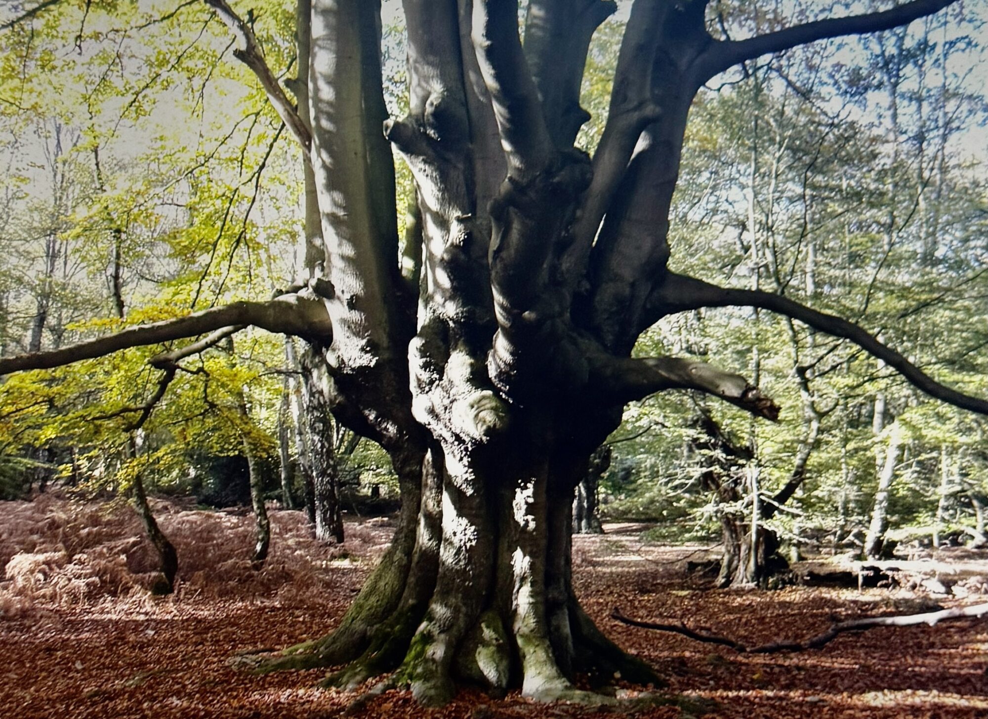 Epping Forest at the Guildhall Heritage Gallery. And some very sad news ...